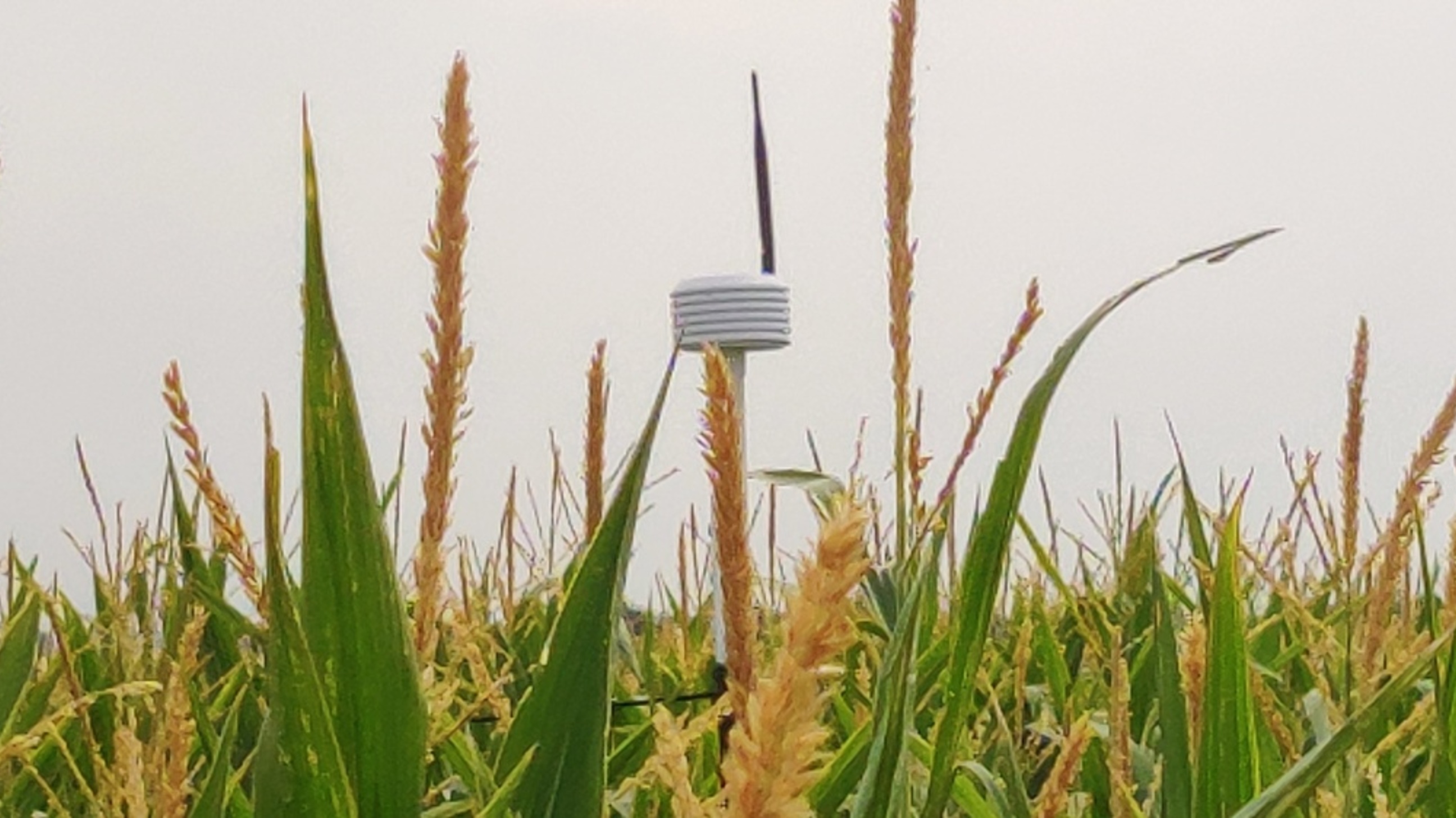 College of Liberal Arts and Sciences | The University of Iowa